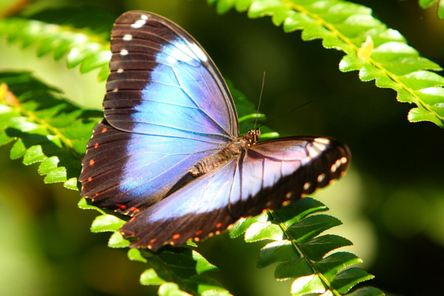 Blue Morpho Butterfly, Amazonia, Brazil – Dekorativní fotografie