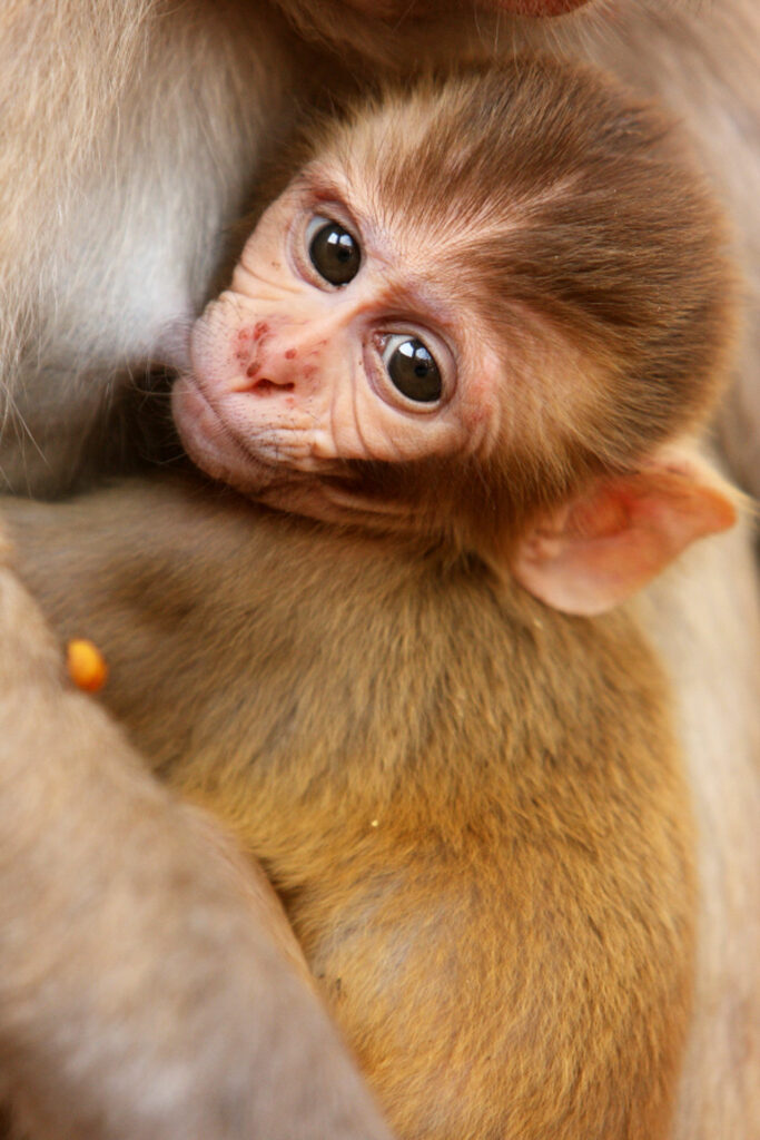 Makak Rhesus Baby I, India – Dekorativní fotografie